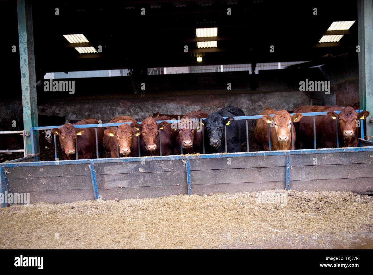 beef cattle in a barn Stock Photo - Alamy