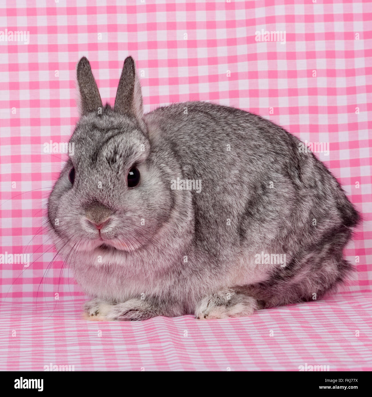 netherland dwarf rabbit Stock Photo - Alamy