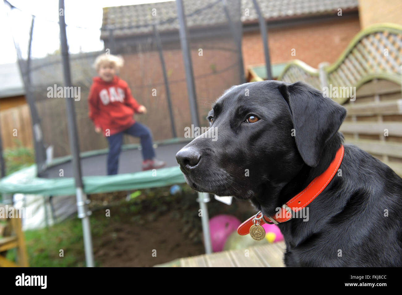 Guide dog for Autistic Son Marcus Butt who is Autistic is pictured with ...