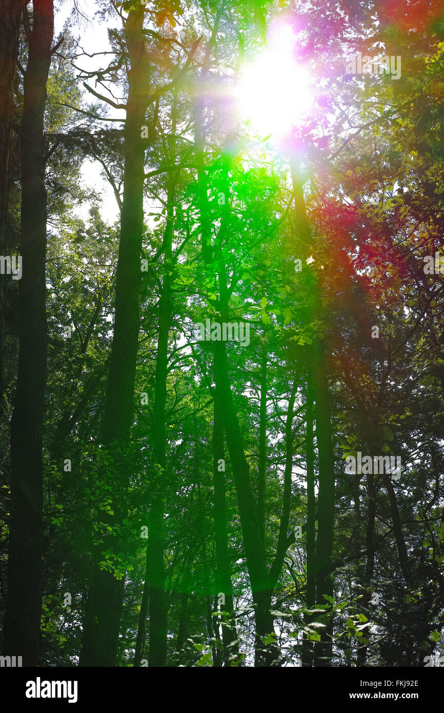 Sunbeam in old forest from summer Stock Photo - Alamy