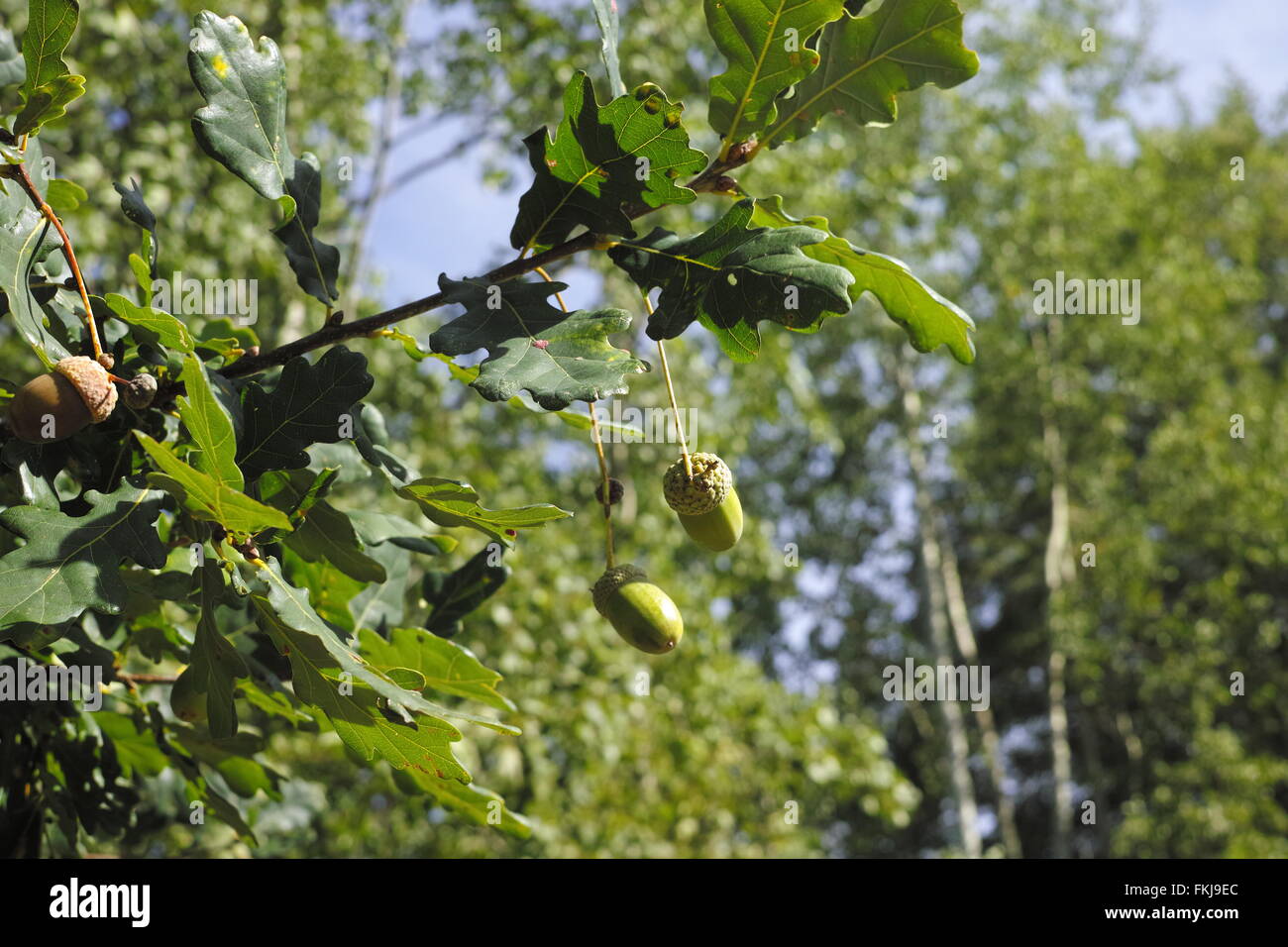 Tree seeds oak hi-res stock photography and images - Alamy