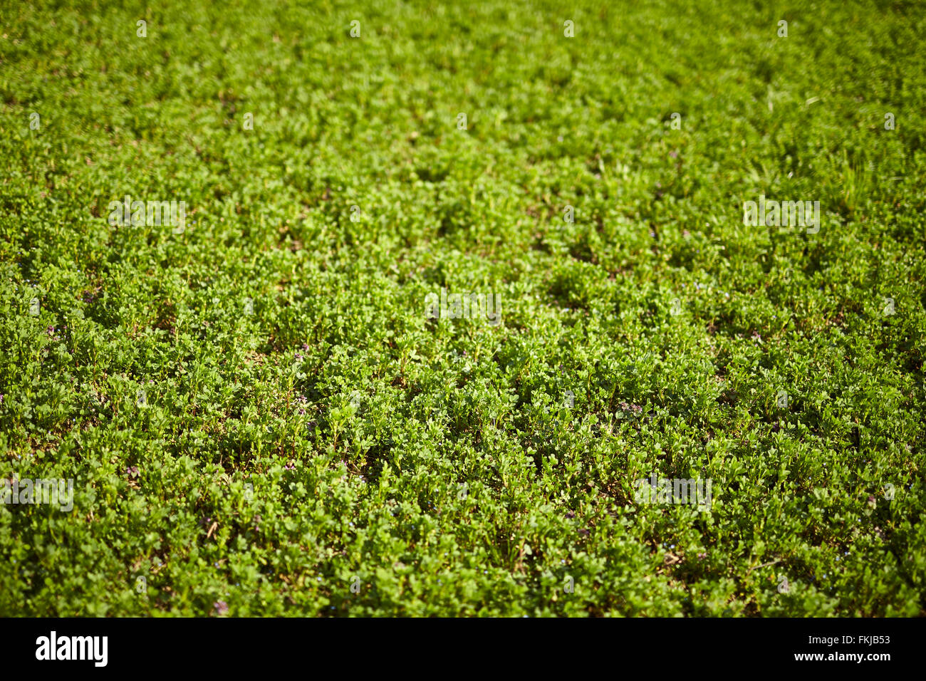 Lucerne grass hi-res stock photography and images - Alamy