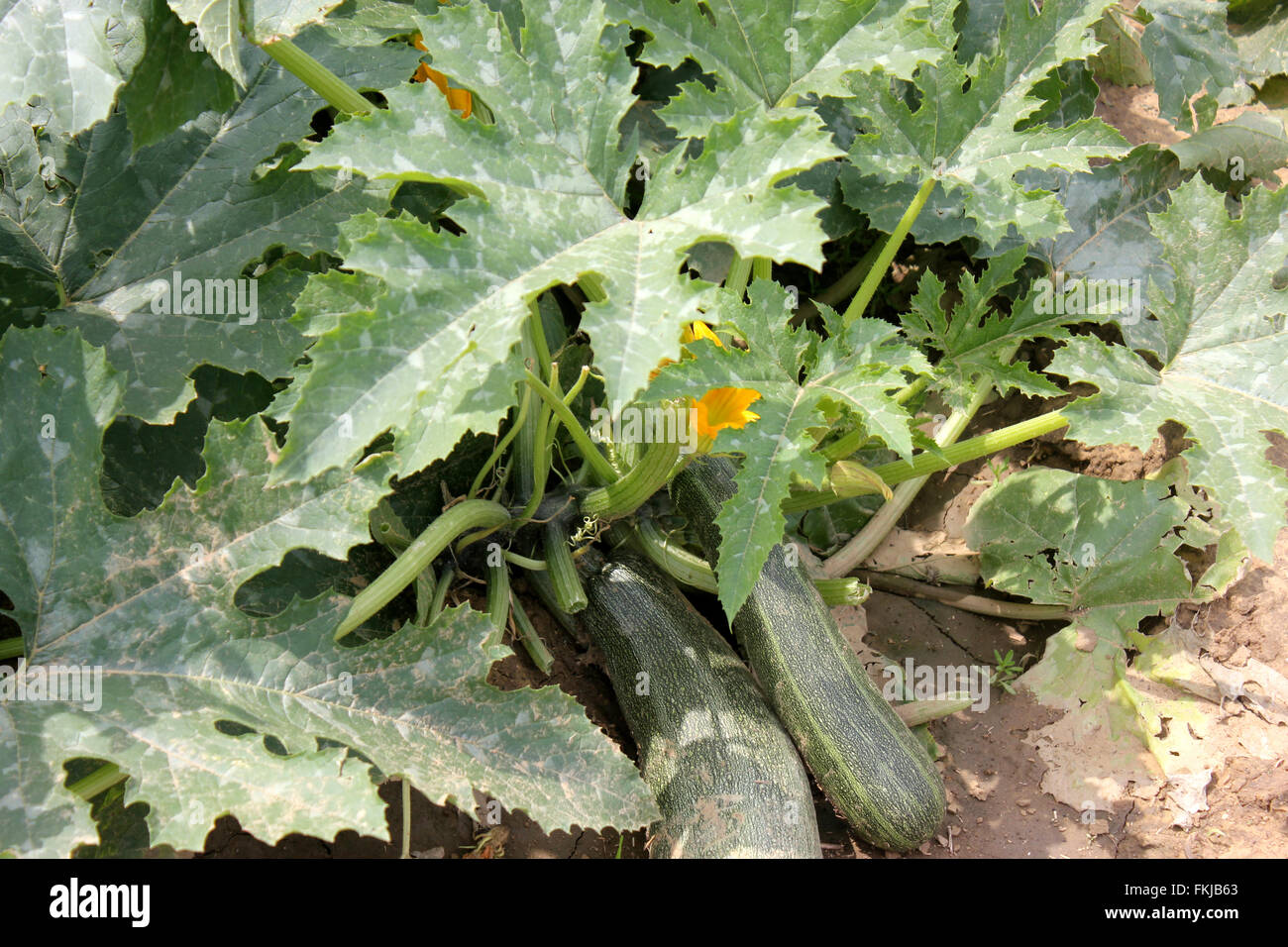 Cucurbita pepo, Australian Green summer squash, cultivar with ...