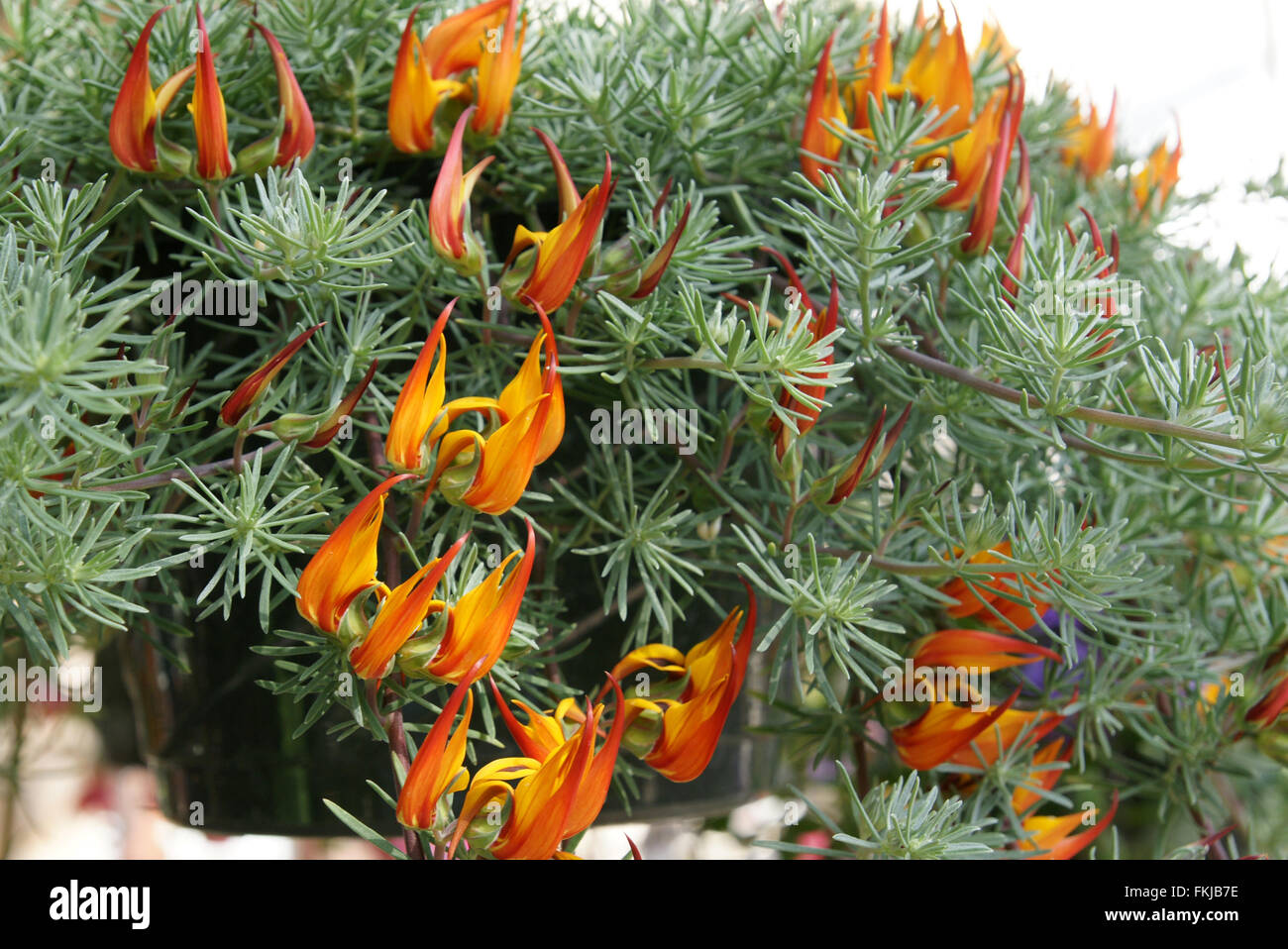 Lotus barthelotii, Parrot's Beak, Pelican's Beak, perennial ornamental ...