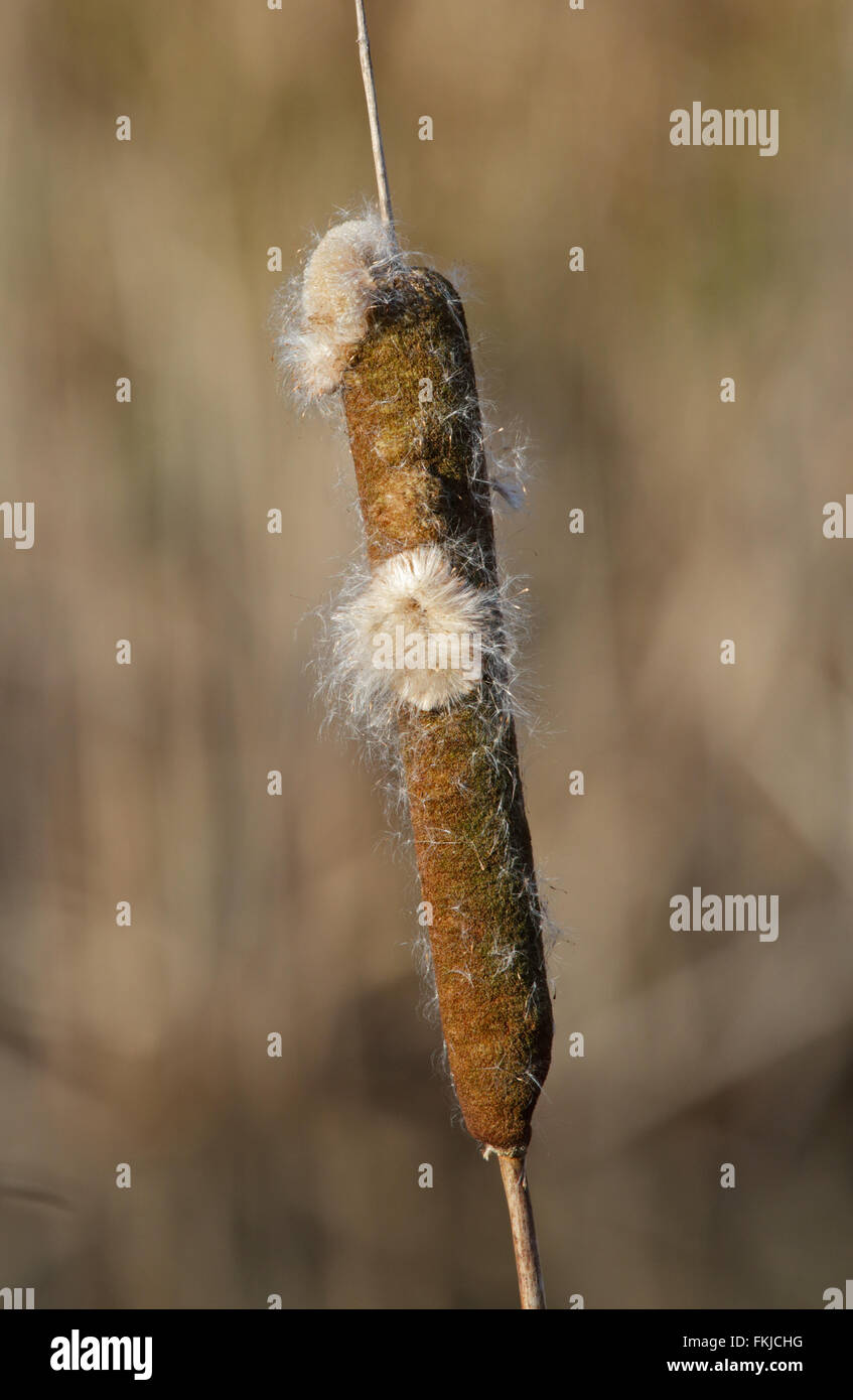 Bulrush seed pods hi-res stock photography and images - Alamy