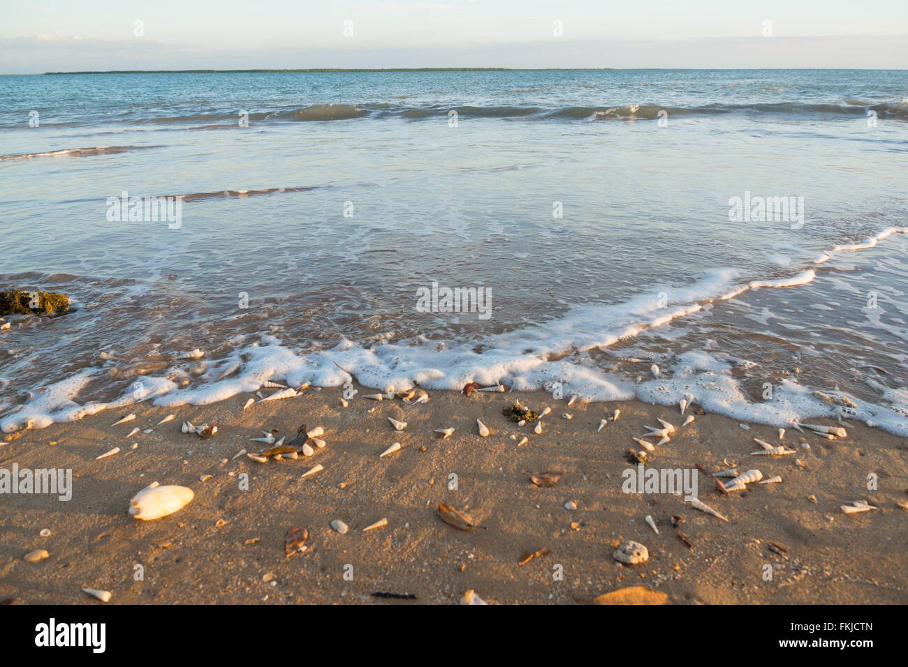 Many shells hi-res stock photography and images - Alamy