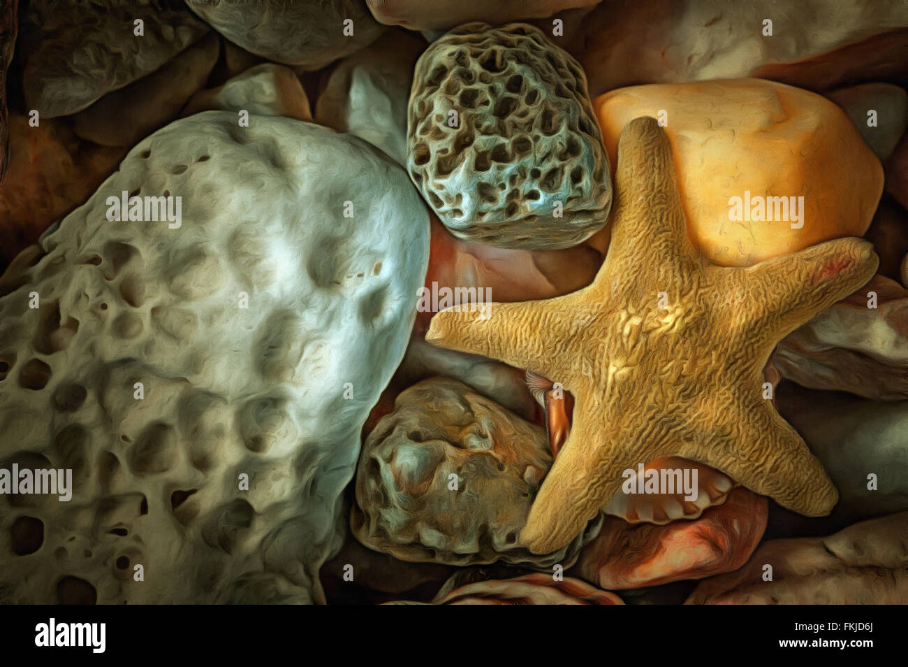 Starfish sea shells starfish hi-res stock photography and images - Alamy