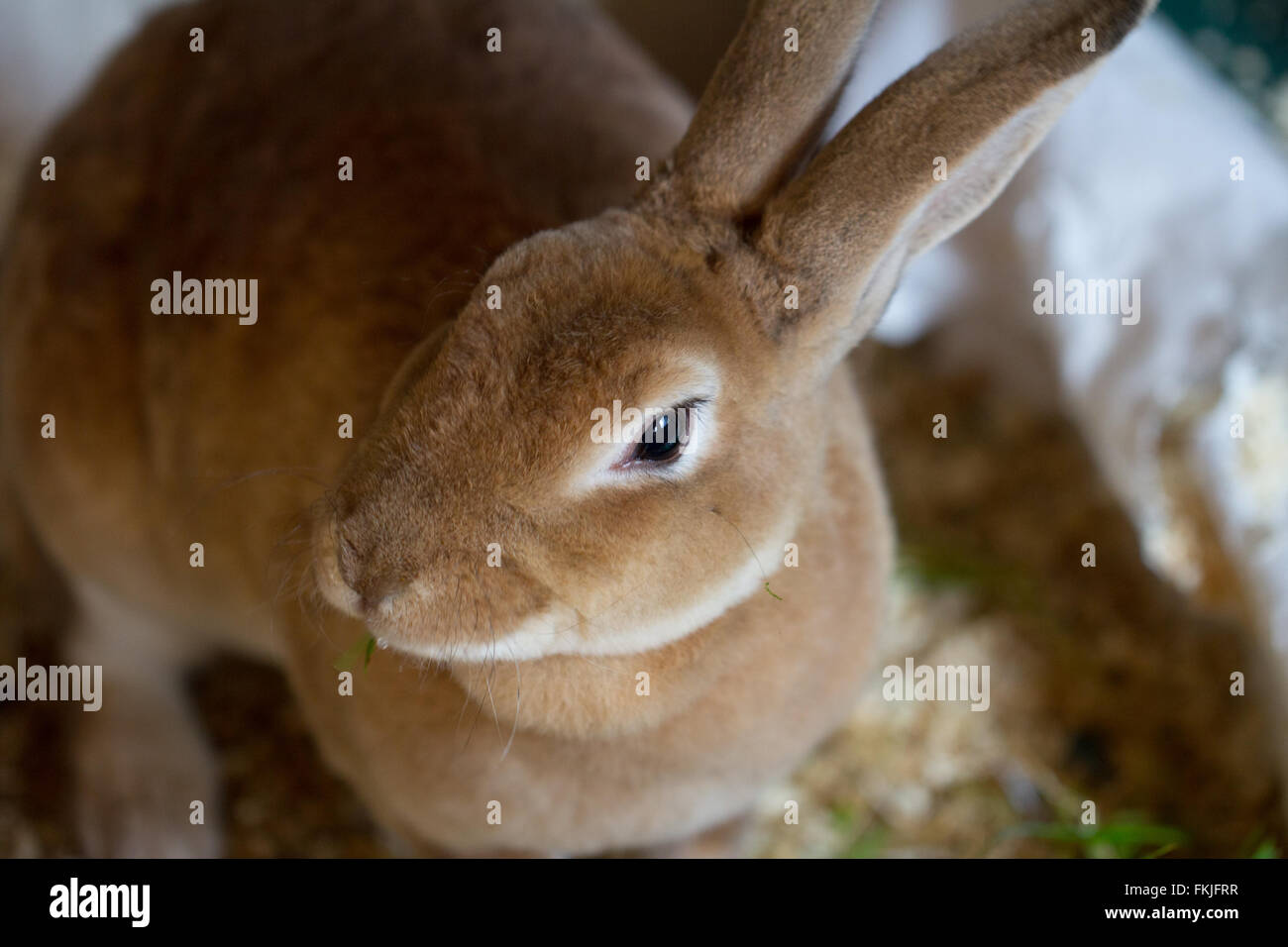 Tame bunny hi-res stock photography and images - Alamy