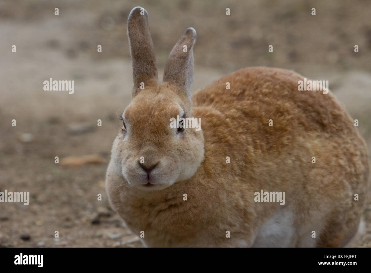 Tame bunny hi-res stock photography and images - Alamy