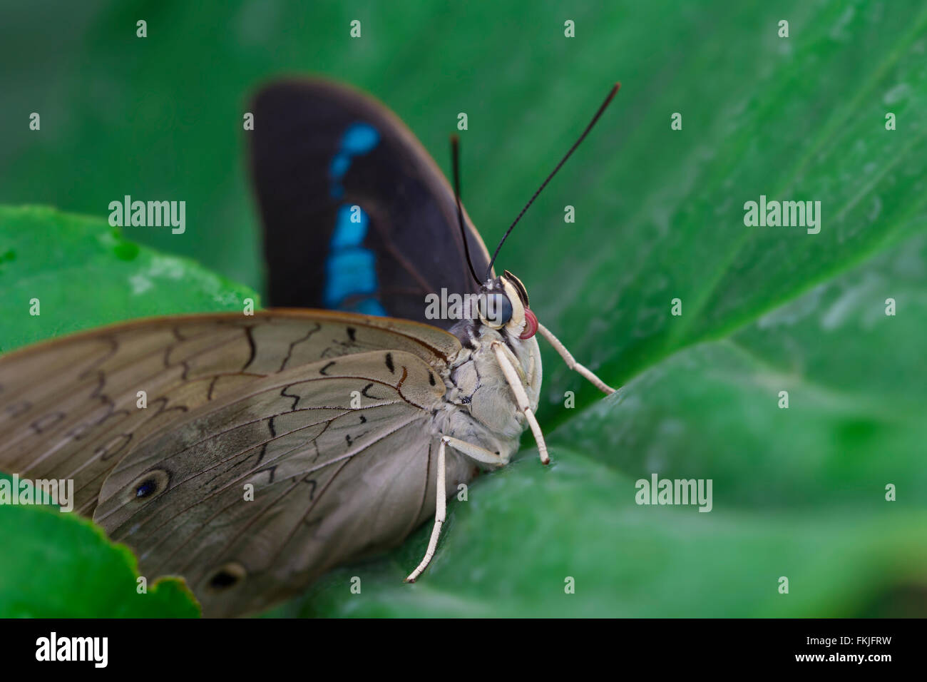 Butterfly resting under leaf hi-res stock photography and images - Alamy