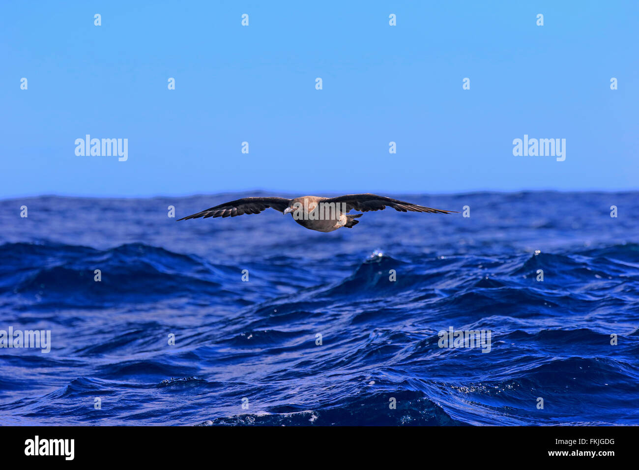 Subantarctic skuas hi-res stock photography and images - Alamy