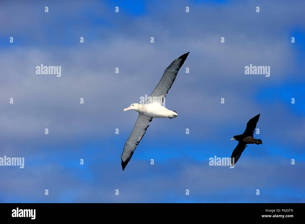 Wandering Albatross, followed by White-Chinned Petrel, Cape of the Good ...