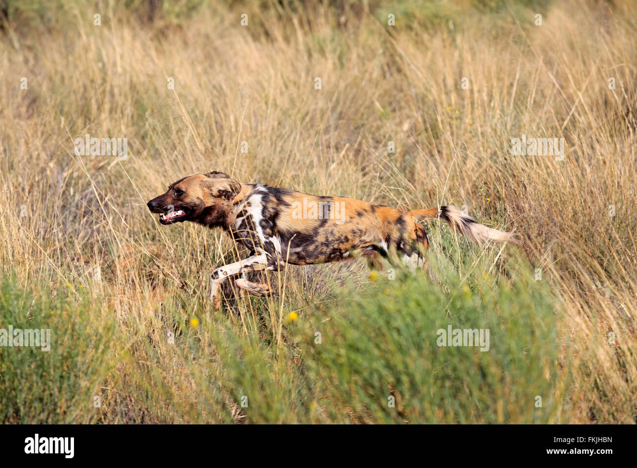 African Wild Dog, adult hunting, Tswalu Game Reserve, Kalahari ...