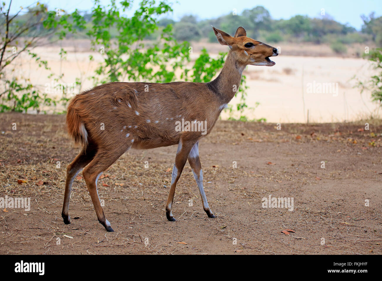 Bushbuck, Imbabala, adult female, Kruger Nationalpark, South Africa ...