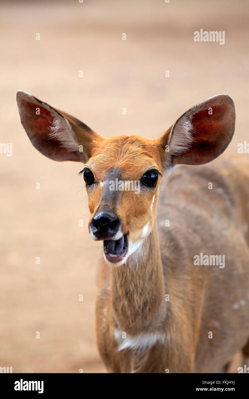 Bushbuck, Imbabala, young portrait, Kruger Nationalpark, South Africa ...