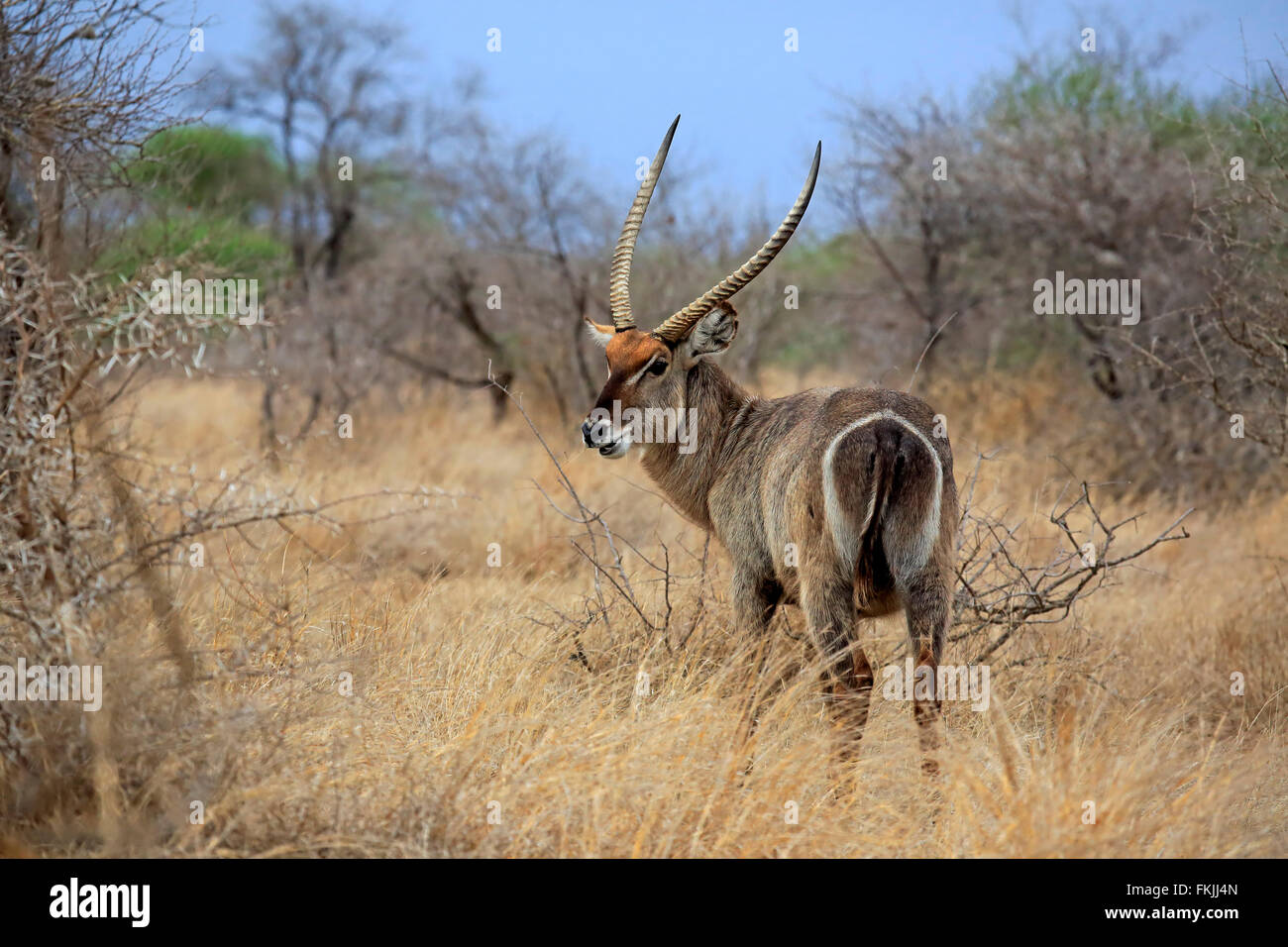 Common Waterbuck, adult male, Kruger Nationalpark, South Africa, Africa ...