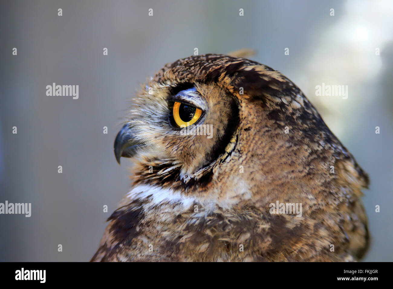 Spotted Eagle Owl, adult portrait alert, South Africa, Africa / (Bubo ...