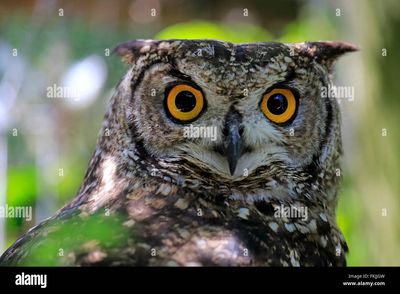 Spotted Eagle Owl, adult portrait alert, South Africa, Africa / (Bubo ...