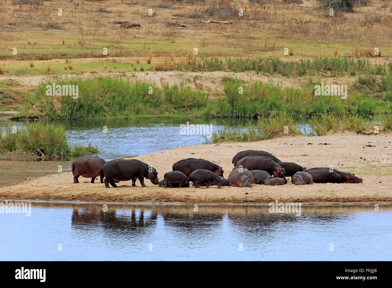 Hippopotamus, family resting on shore, Kruger Nationalpark, South ...