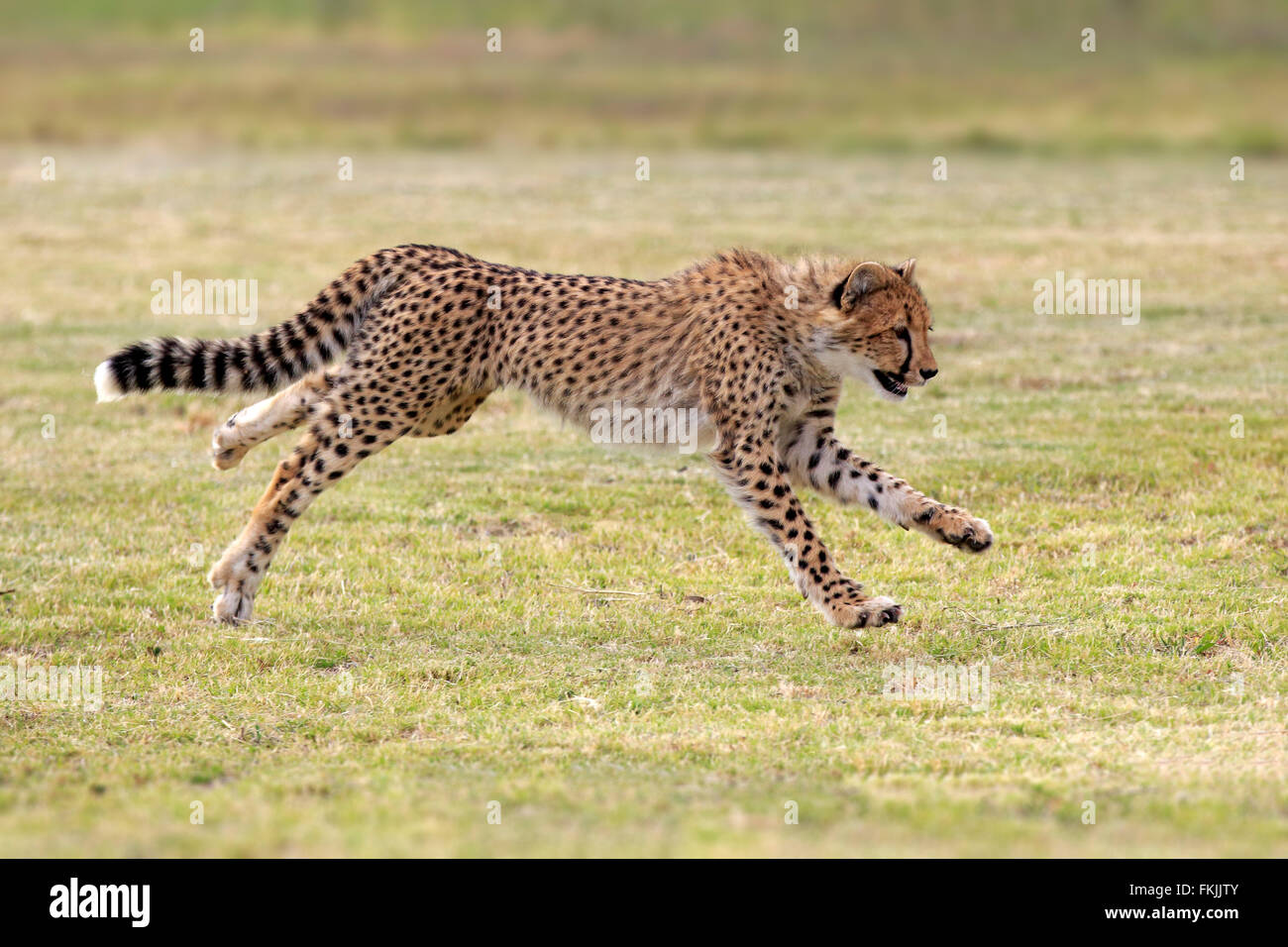 Cheetah, subadult running hunting, Western Cape, South Africa, Africa ...