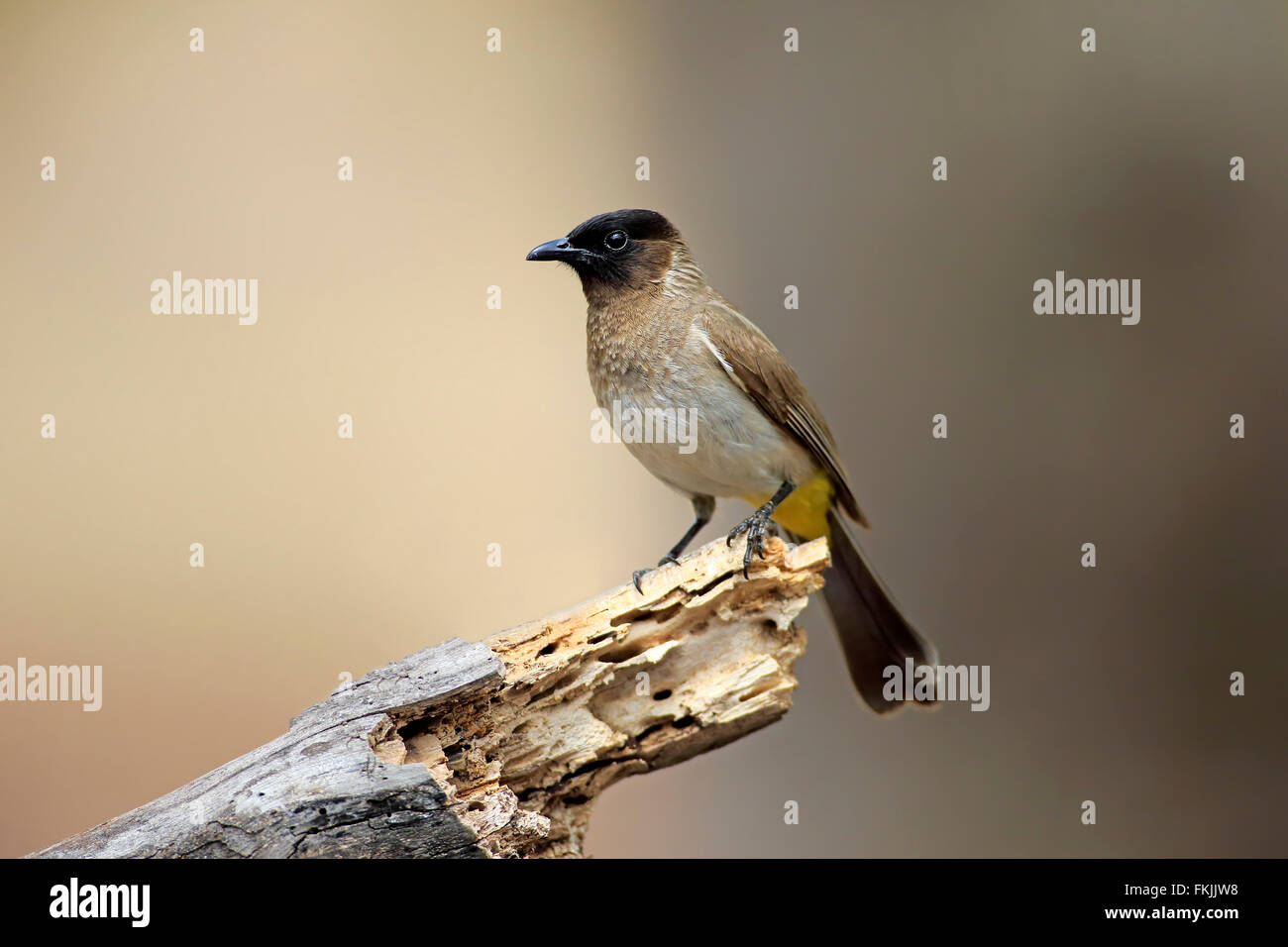 Yellow-Vented Bulbul, adult on branch, Kruger Nationalpark, South ...