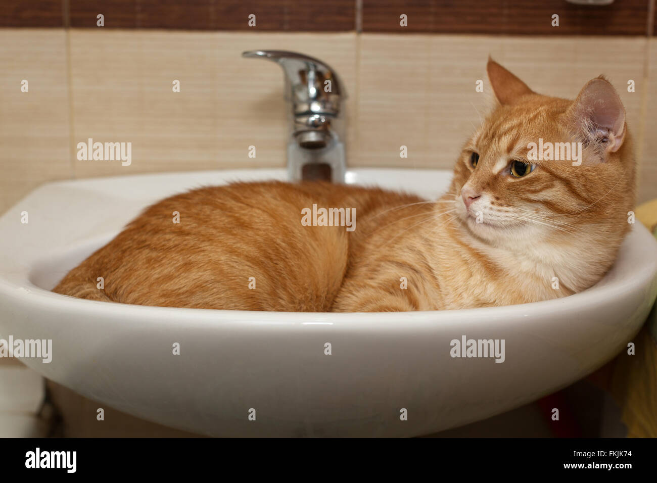 Big ginger cat hi-res stock photography and images - Alamy