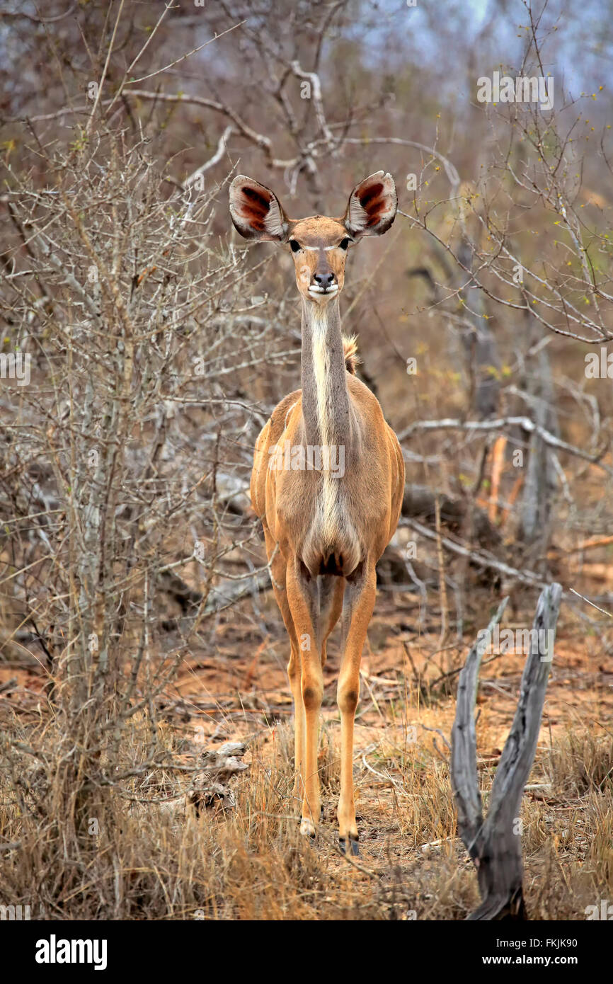 Female greater kudus hi-res stock photography and images - Alamy