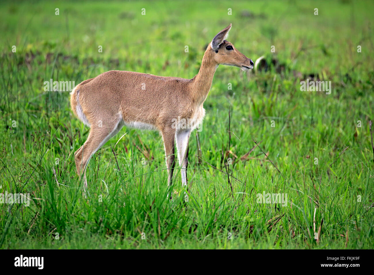 Southern Reedbuck
