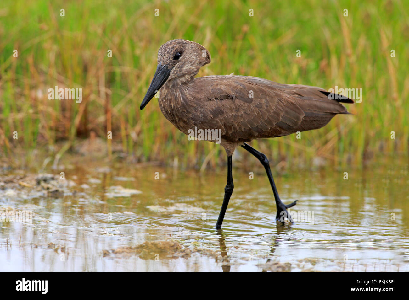Hammerkop, adult in water searching for food, Kruger Nationalpark ...