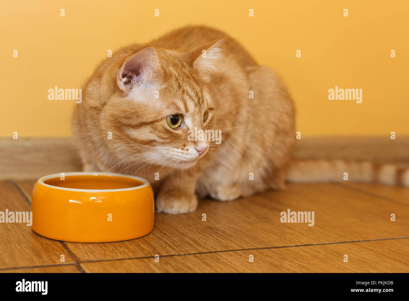 Red cat eating bowl hi-res stock photography and images - Alamy