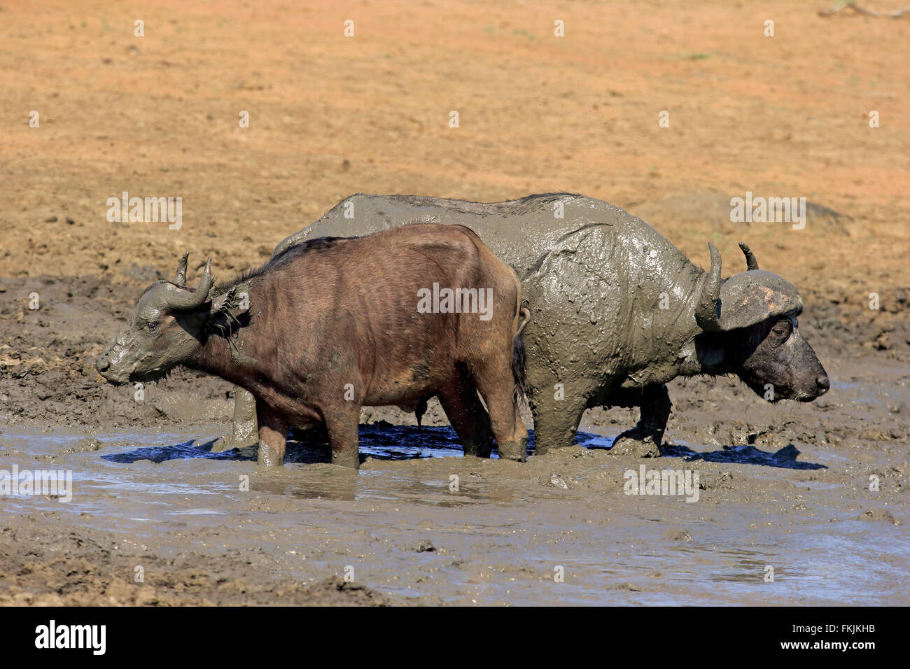 African Buffalo, adult couple in water, Kruger Nationalpark, South ...