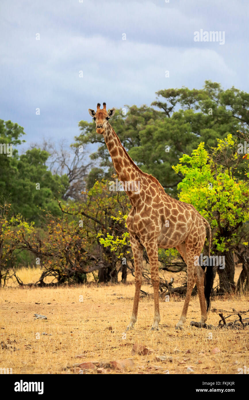 Cape Giraffe, adult, Kruger Nationalpark, South Africa, Africa ...
