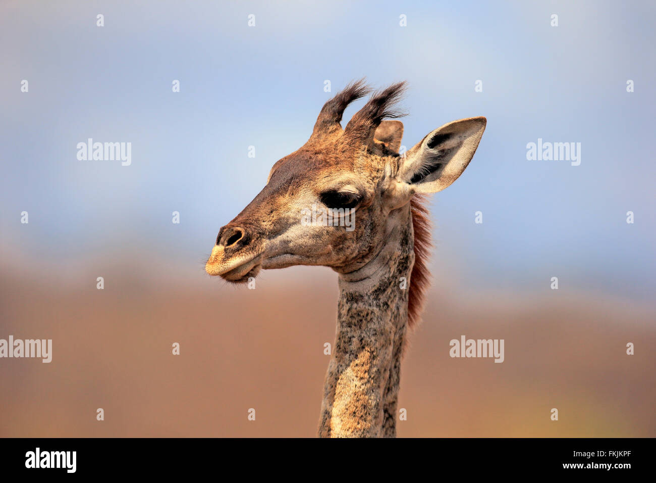 Cape Giraffe, young portrait, Kruger Nationalpark, South Africa, Africa ...