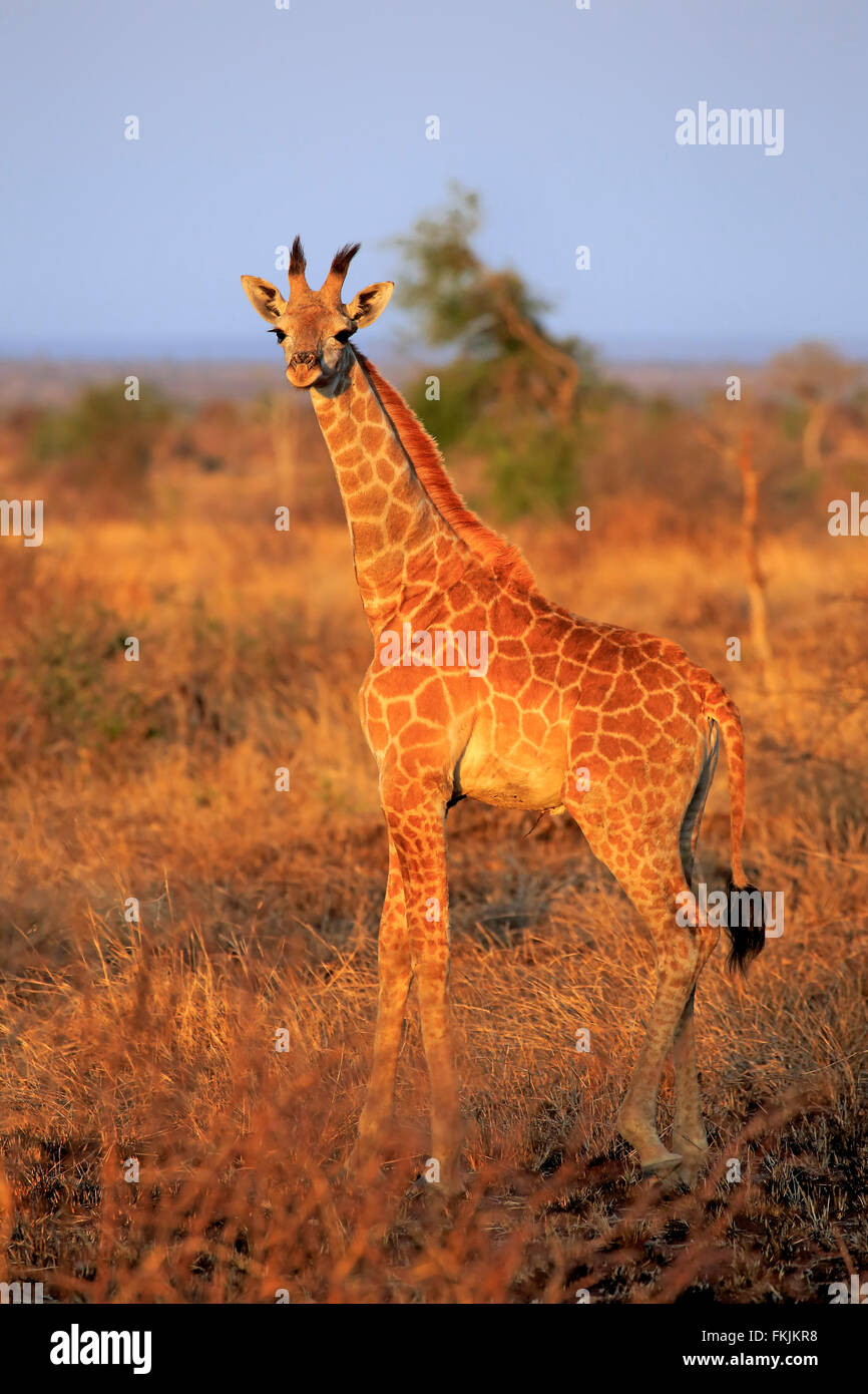 Cape Giraffe, young, Kruger Nationalpark, South Africa, Africa ...