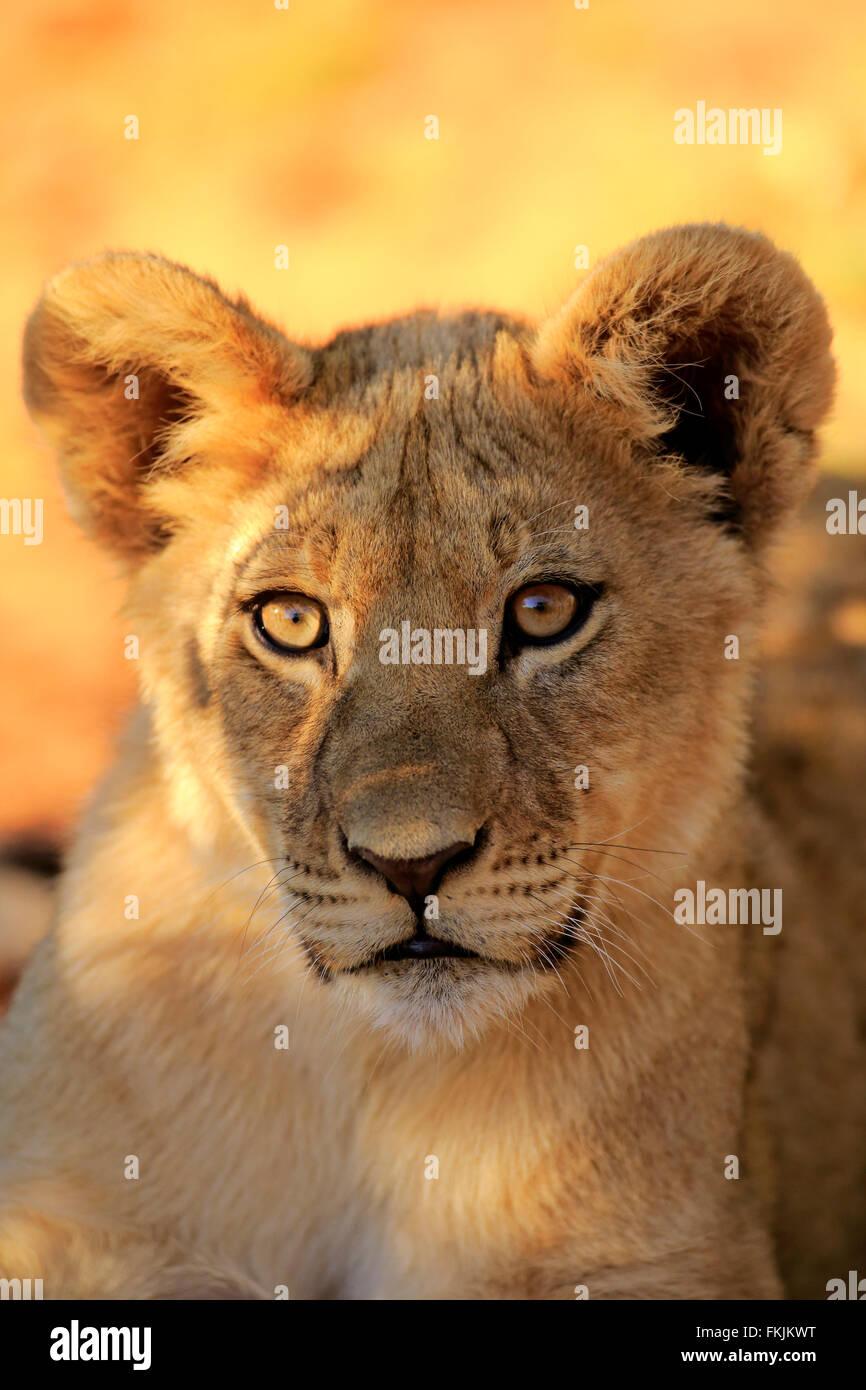 Lion, young four month old portrait, Tswalu Game Reserve, Kalahari ...
