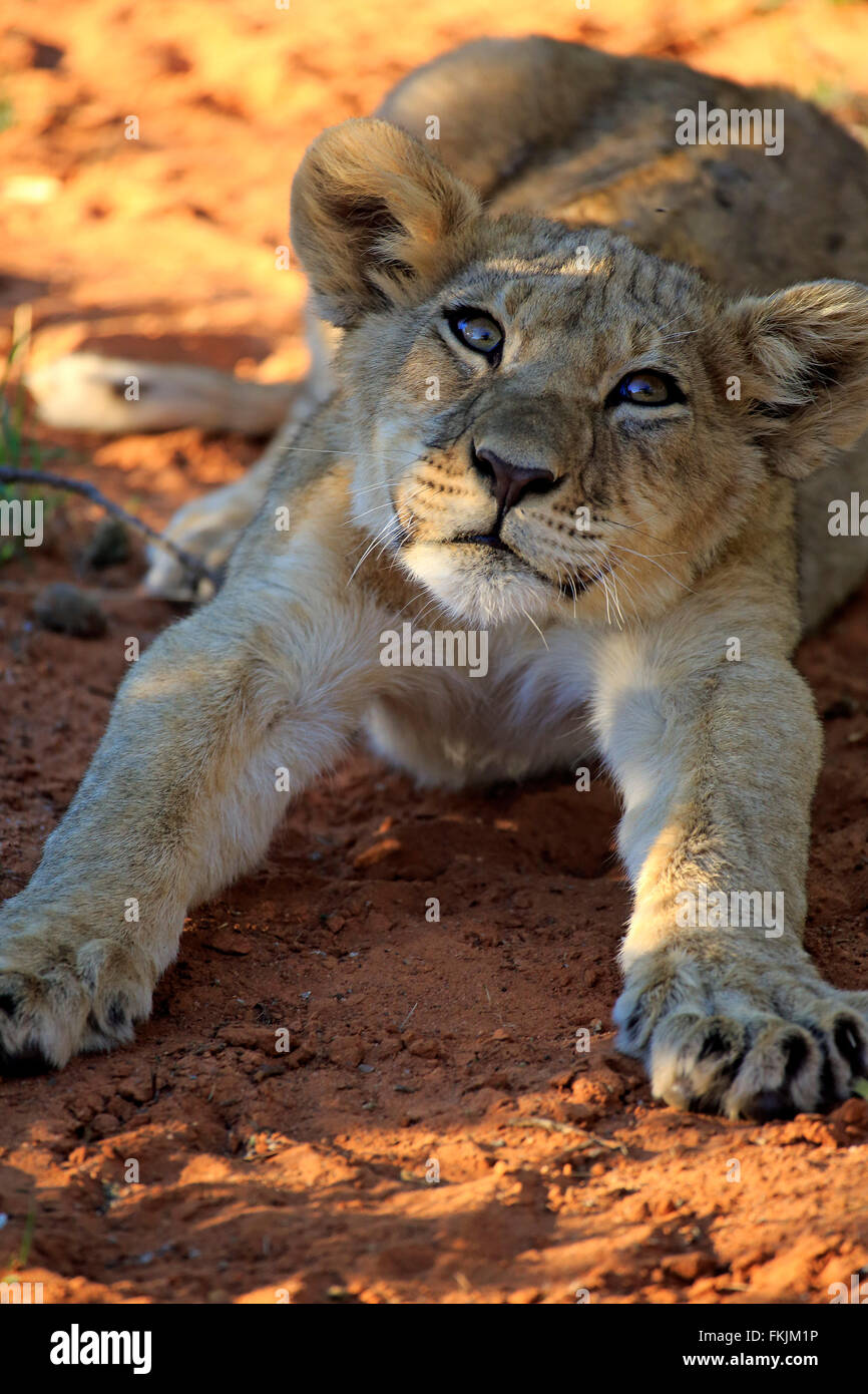 Lion, young four month old portrait, Tswalu Game Reserve, Kalahari ...