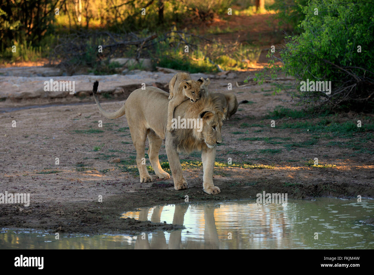 Two year old lion hi-res stock photography and images - Alamy