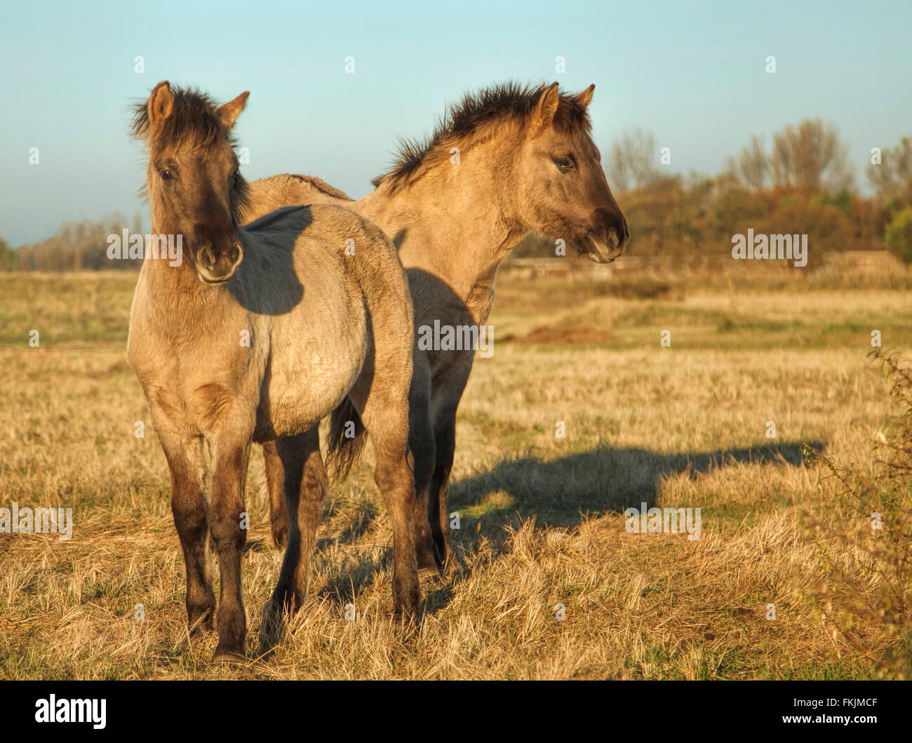 Young Konik horses ( or Polish primitive horse), in nature reserve ...
