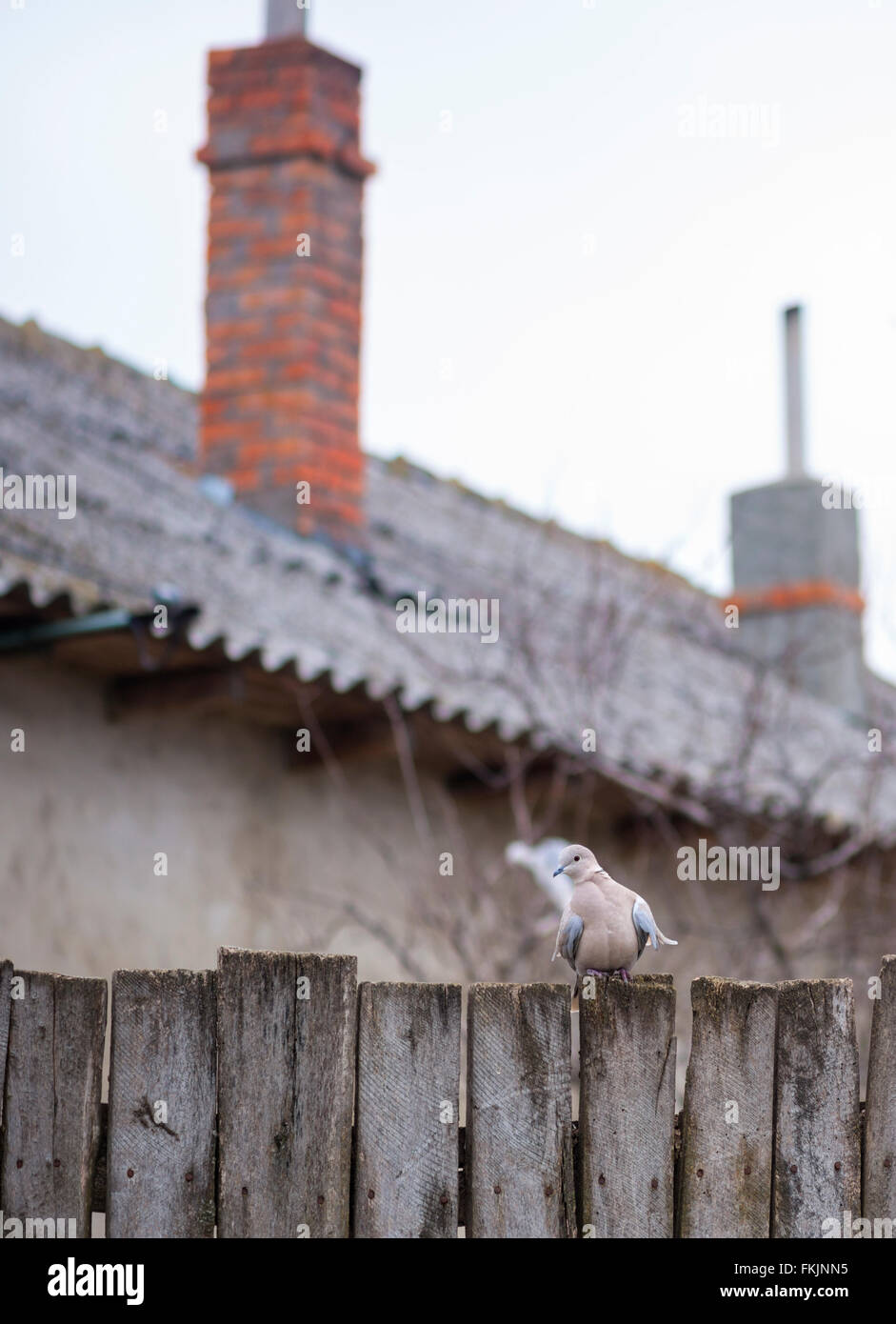 pigeon on a wood fence at countryside Stock Photo - Alamy