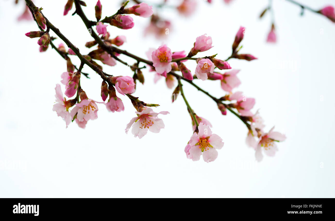 Japanese almond tree hi-res stock photography and images - Alamy