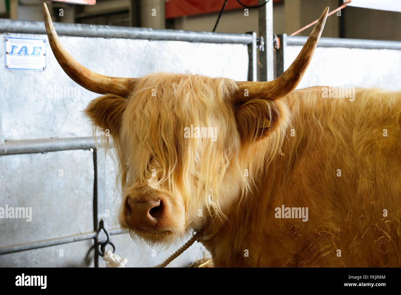 Purebred cattle hi-res stock photography and images - Alamy