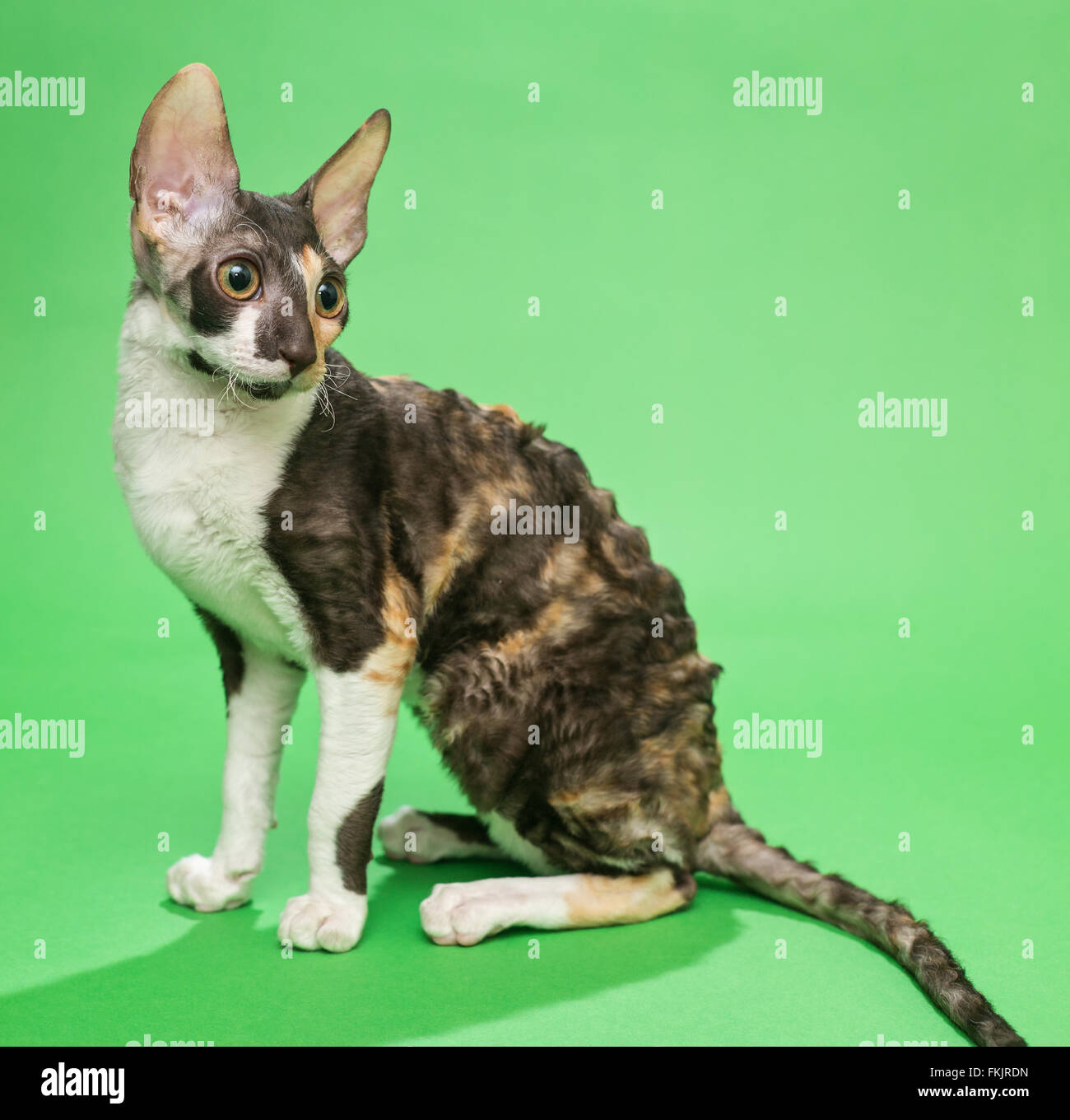 Young cat breed Cornish Rex sits on a green background Stock Photo - Alamy