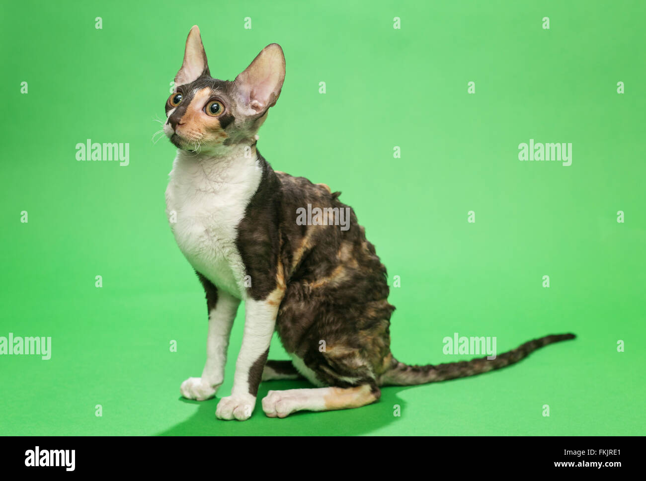 Young cat breed Cornish Rex sits on a green background Stock Photo - Alamy