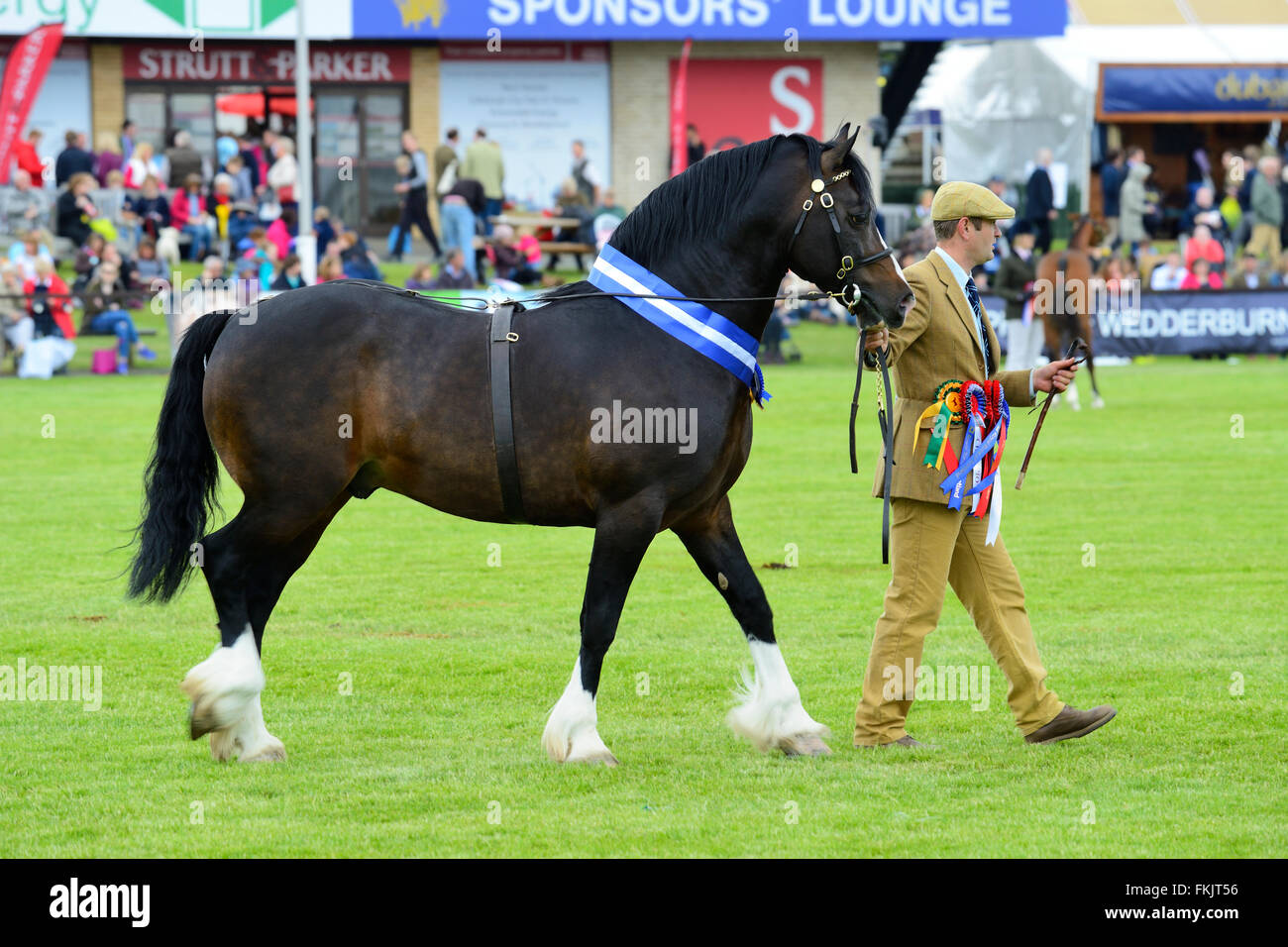 Winners parade at Royal Highland Show 2015, Ingliston, Edinburgh ...