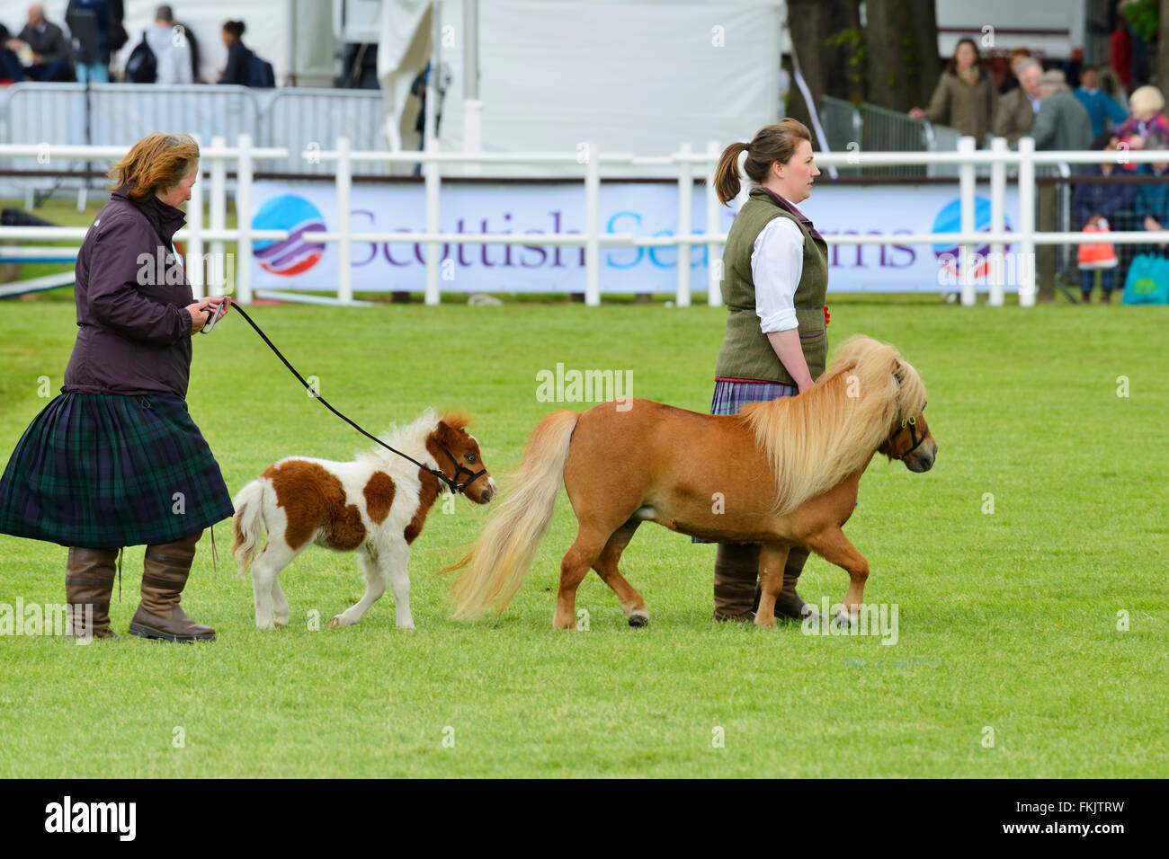 Winners parade at Royal Highland Show 2015, Ingliston, Edinburgh ...