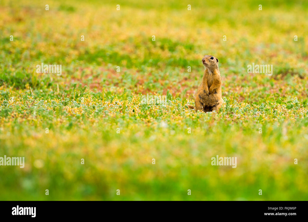 Funny gopher in two feet in green field Stock Photo - Alamy