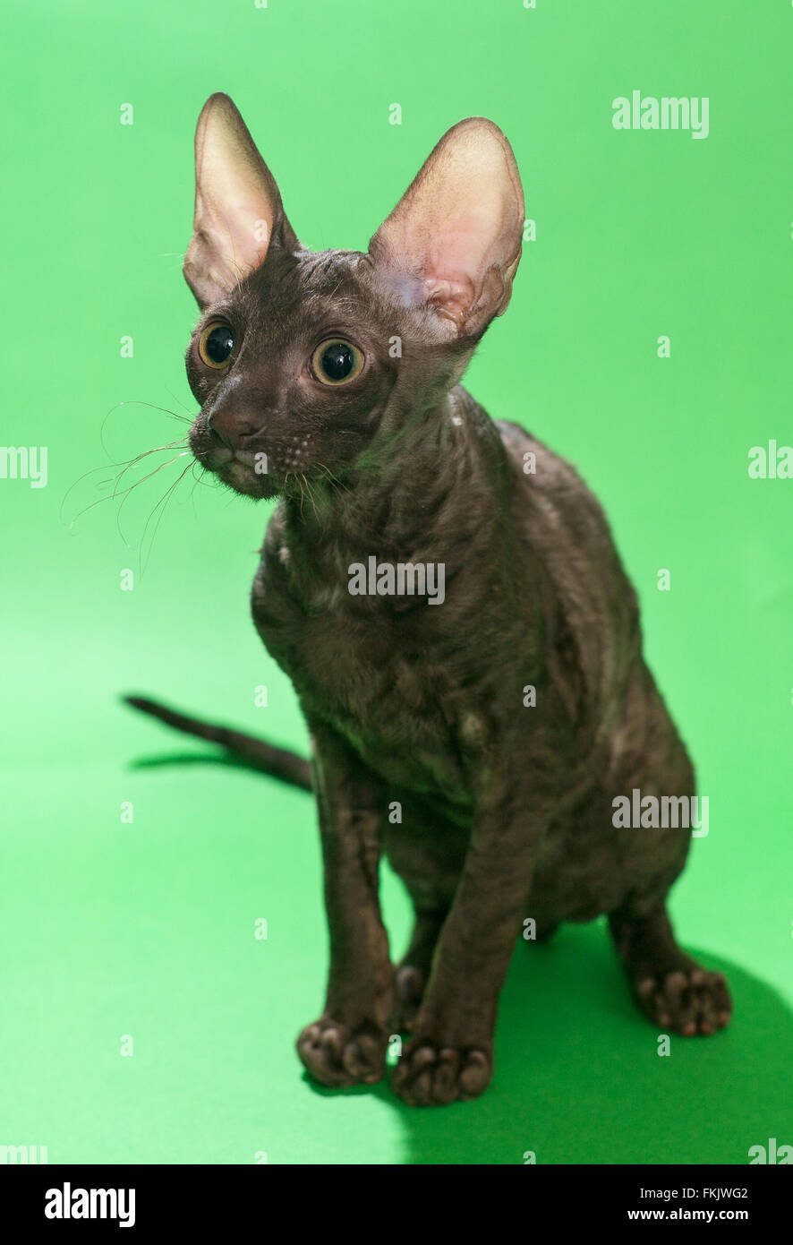Brown cat breed Cornish Rex on a green background Stock Photo - Alamy