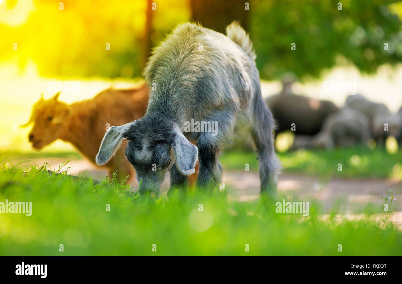 Young Goat eating grass Stock Photo - Alamy
