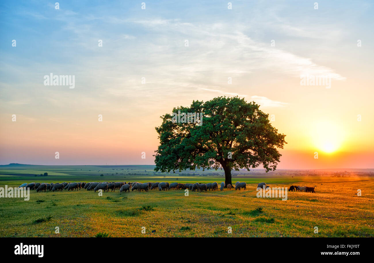 Oak tree shade sheep hi-res stock photography and images - Alamy