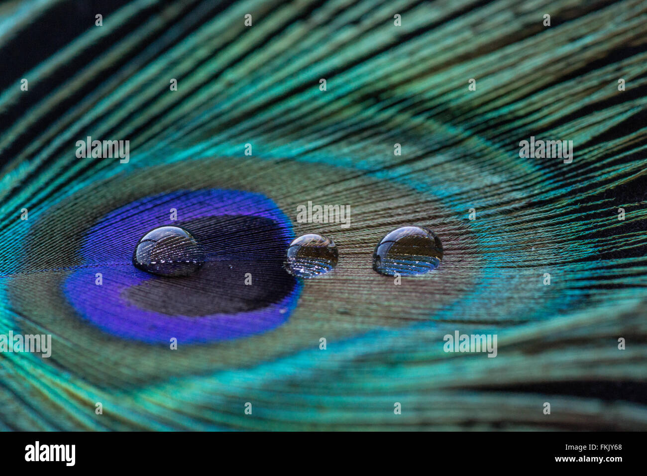 Peacock feather design hi-res stock photography and images - Alamy